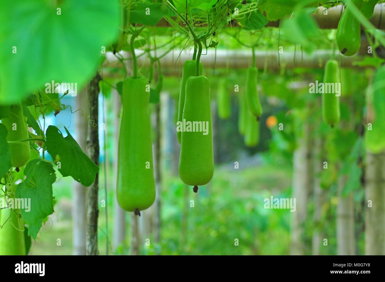 A 2-hectare farm, called the AKLAN CAA COOPERATIVE DIVERSIFIED ...