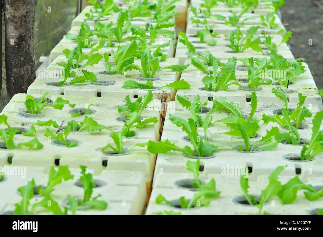 A 2-hectare farm, called the AKLAN CAA COOPERATIVE DIVERSIFIED ...
