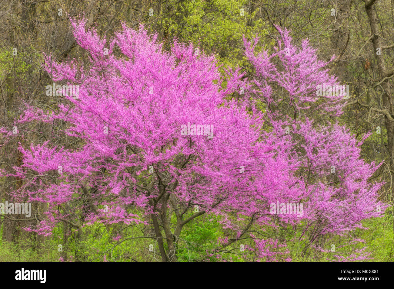 Redbud tree hi-res stock photography and images - Alamy