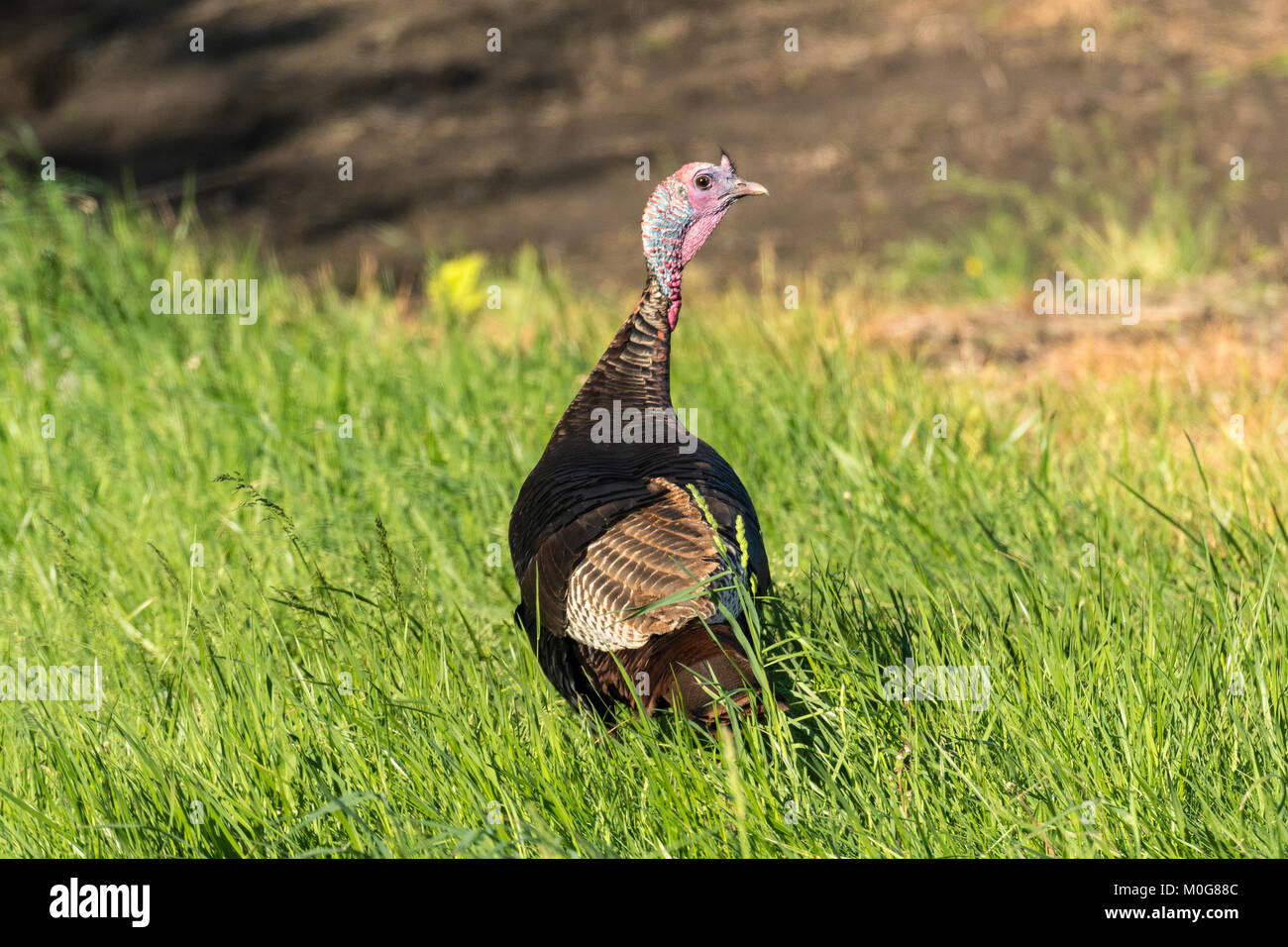 Wild Turkey in grassy field Stock Photo - Alamy
