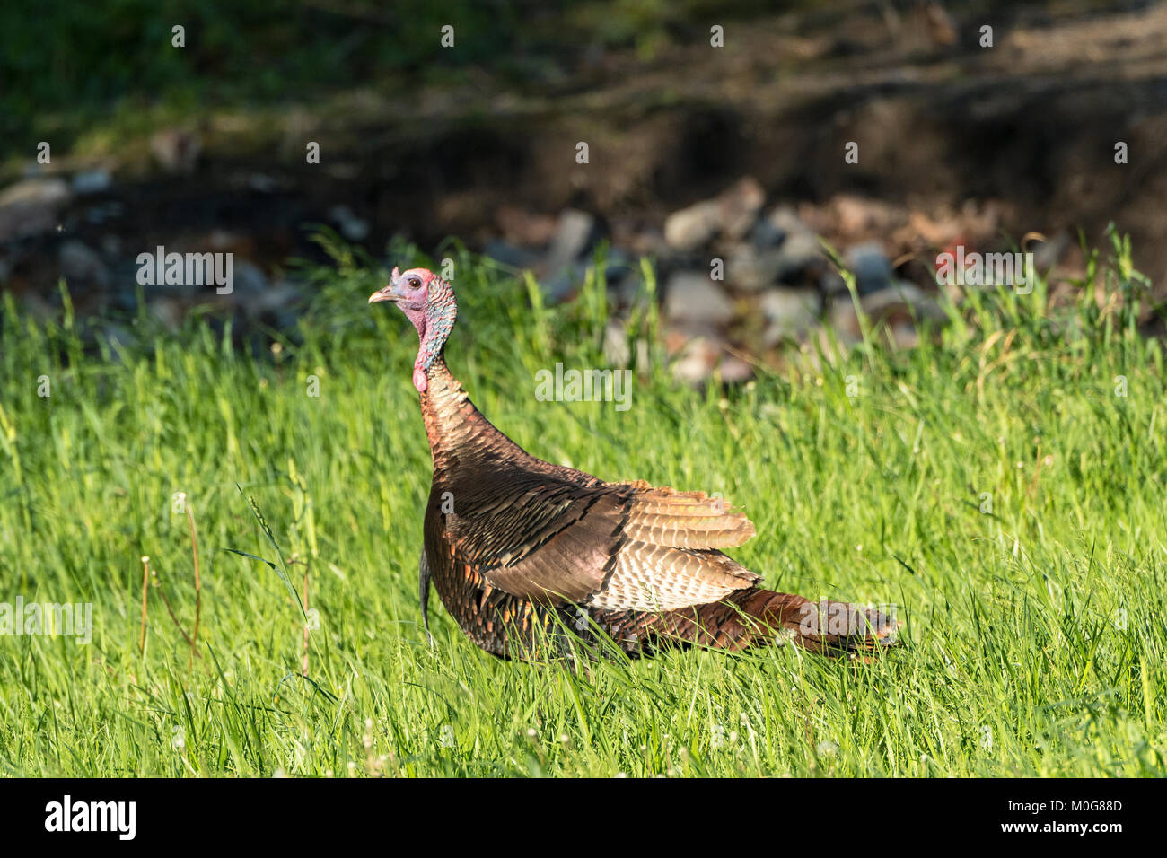 Wild Turkey in grassy field Stock Photo - Alamy