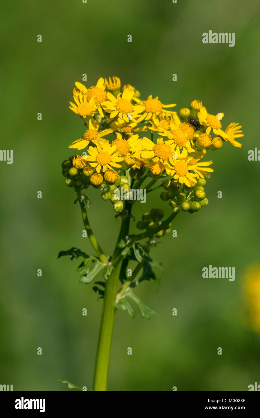 Butterweed High Resolution Stock Photography and Images - Alamy