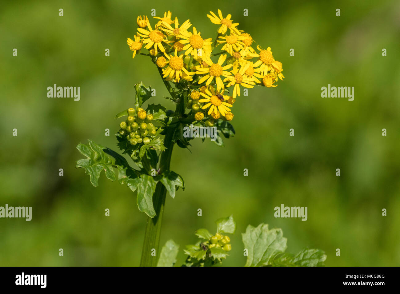 Butterweed hi-res stock photography and images - Alamy