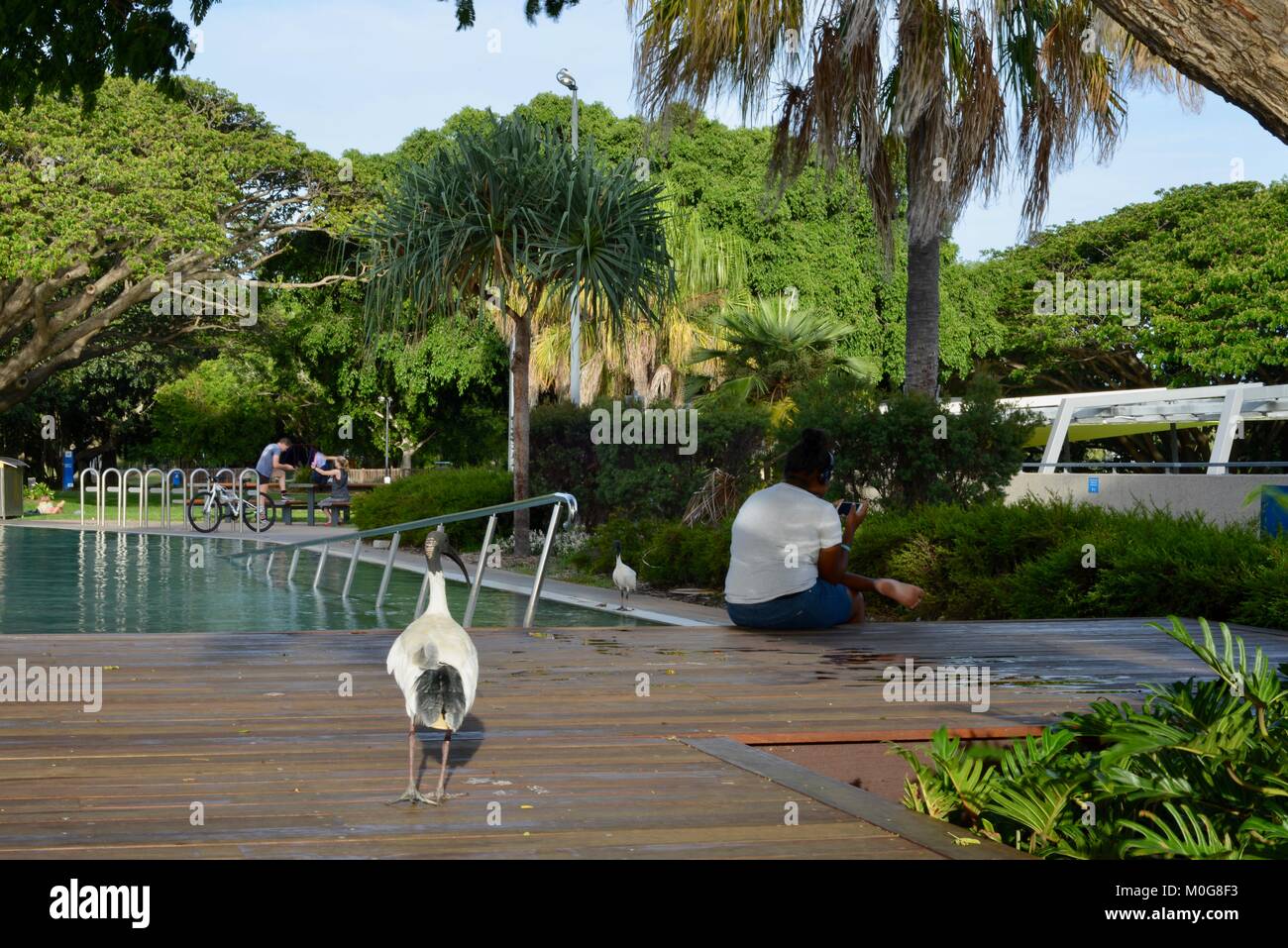 Australian white ibis bird at Riverway pool, Townsville, Queensland ...