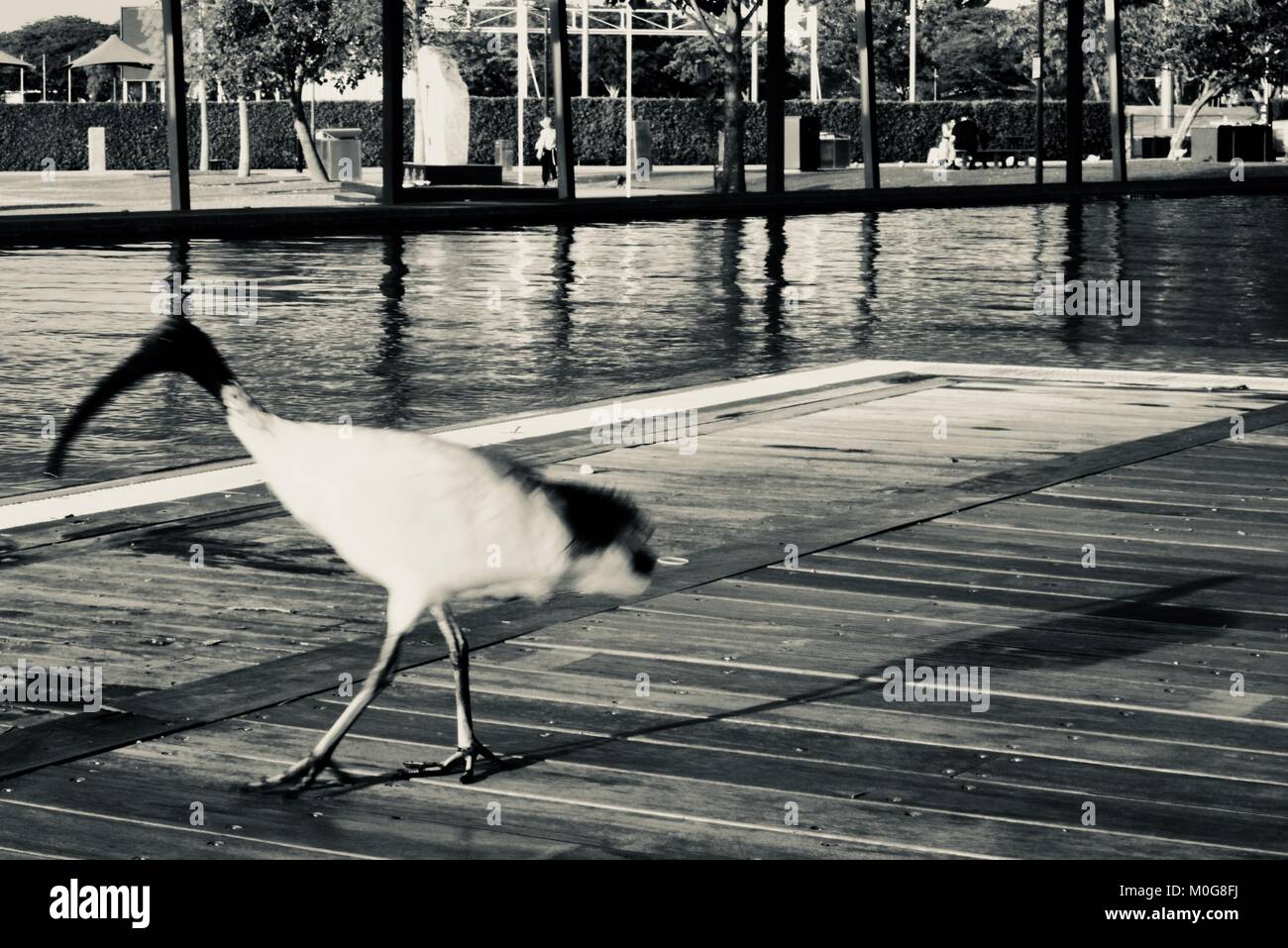 Australian white ibis bird at Riverway pool, Townsville, Queensland ...