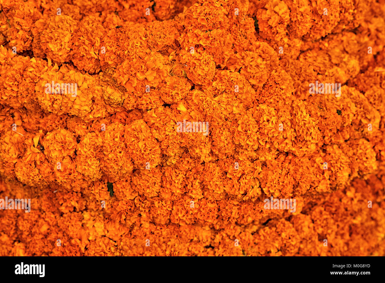 Beautiful bright flowers Stock Photo - Alamy