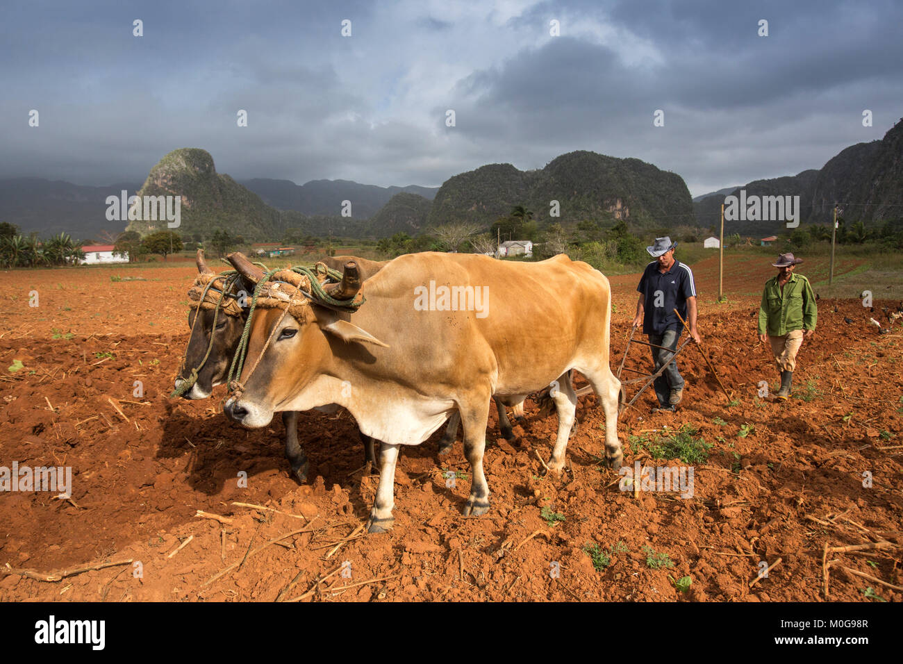Plowing cows hi-res stock photography and images - Alamy