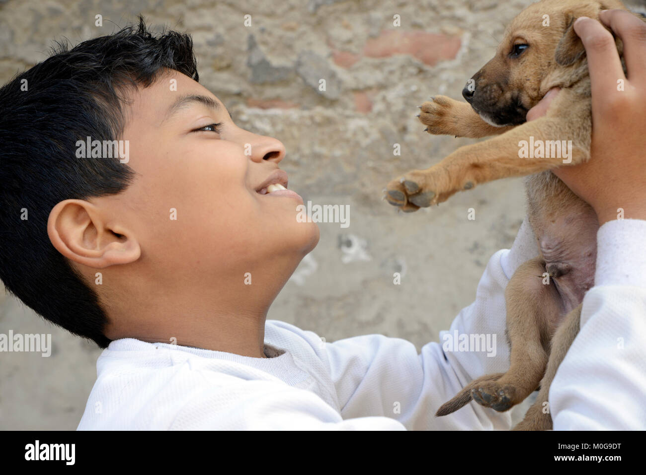 Boy playing with dog puppies Stock Photo - Alamy