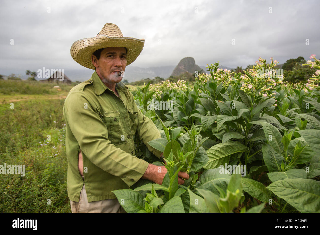 Cuban Man With Mustache And Cigar High Resolution Stock Photography and ...