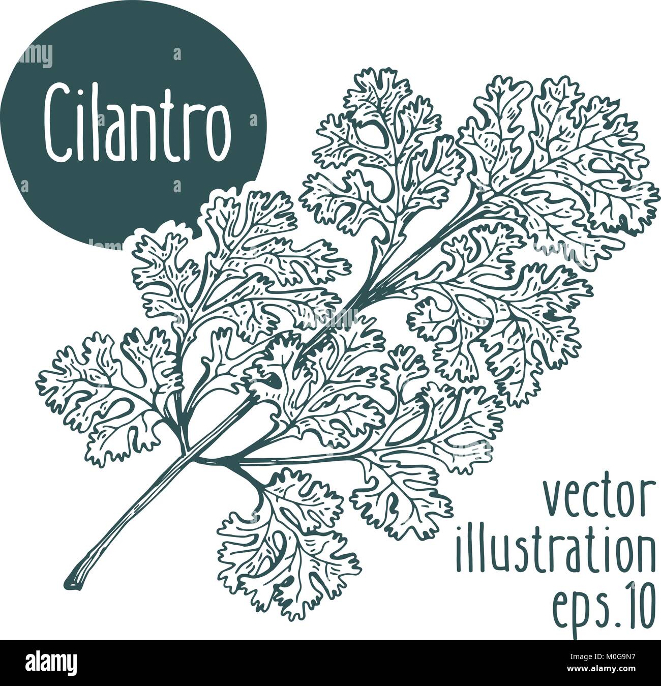 Cilantro branch. Vector illustration for design menu, packaging and ...
