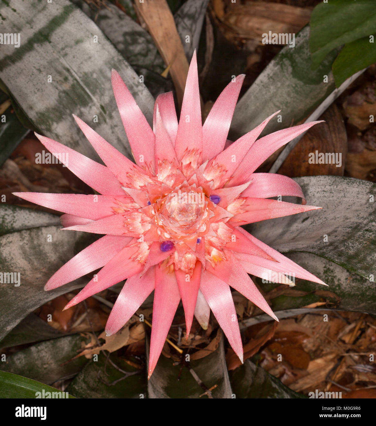 Spectacular pink flower of Aechmea fasciata cultivar, a bromeliad ...