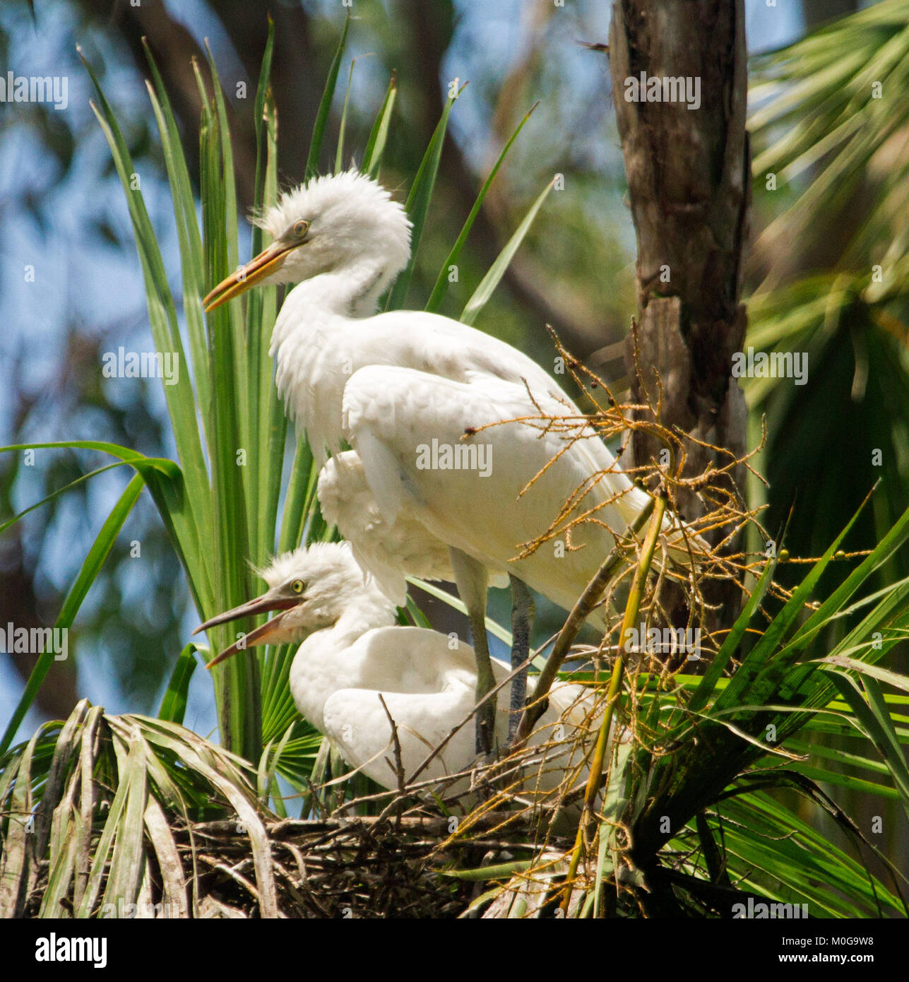 Australian cattle egret hi-res stock photography and images - Alamy