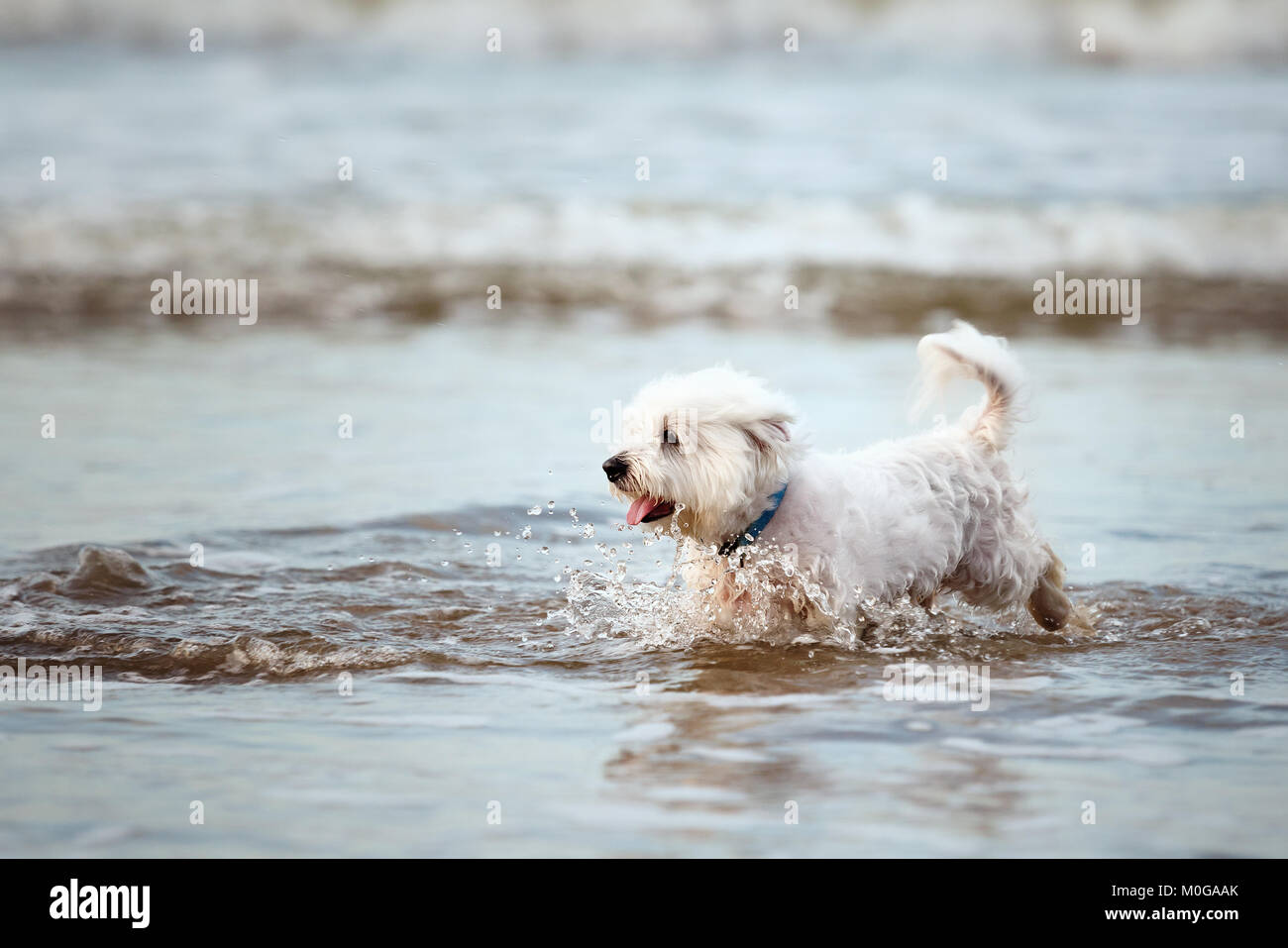 White Maltese dog running in the water Stock Photo - Alamy