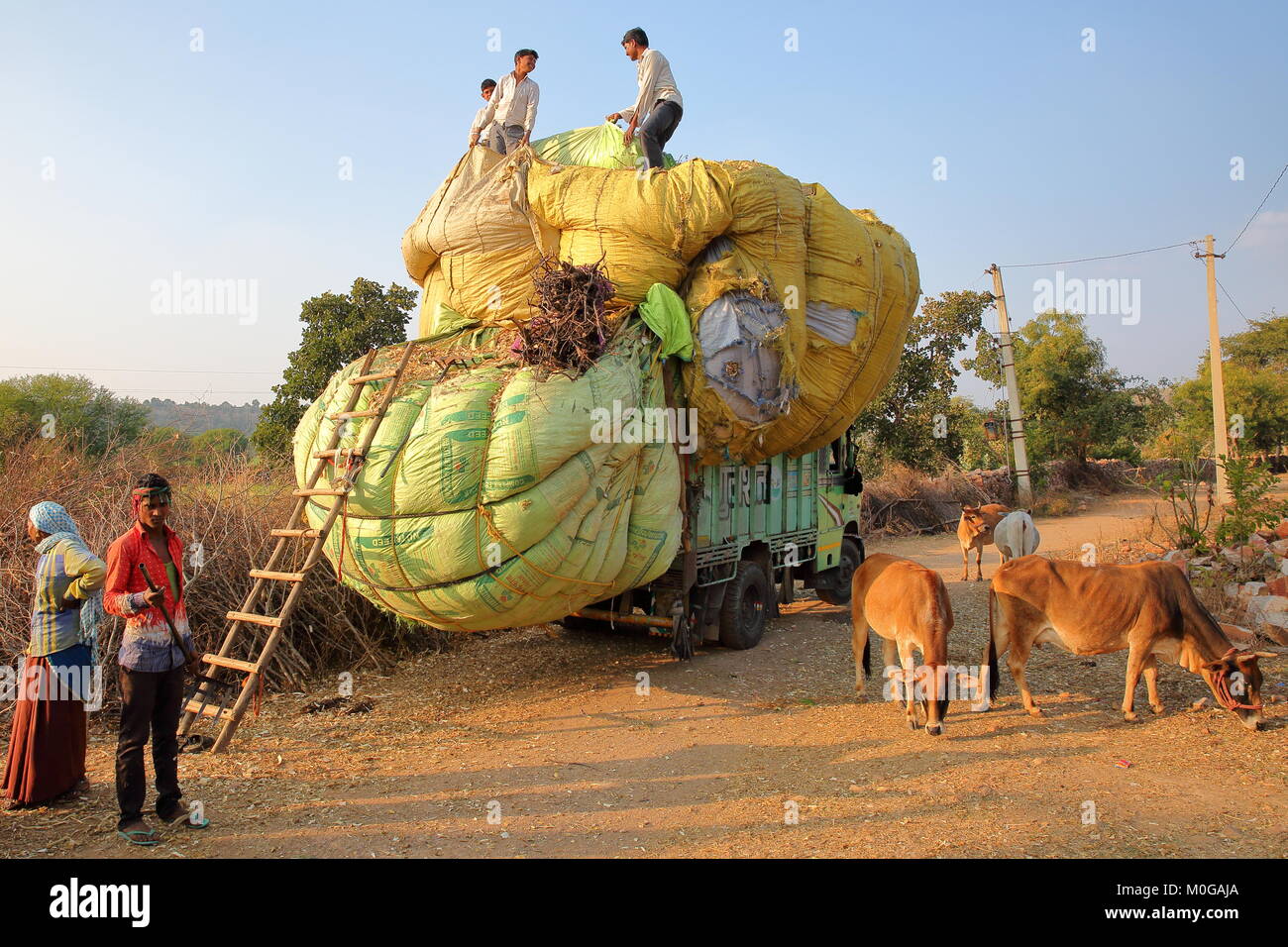 Corn stover hi-res stock photography and images - Alamy
