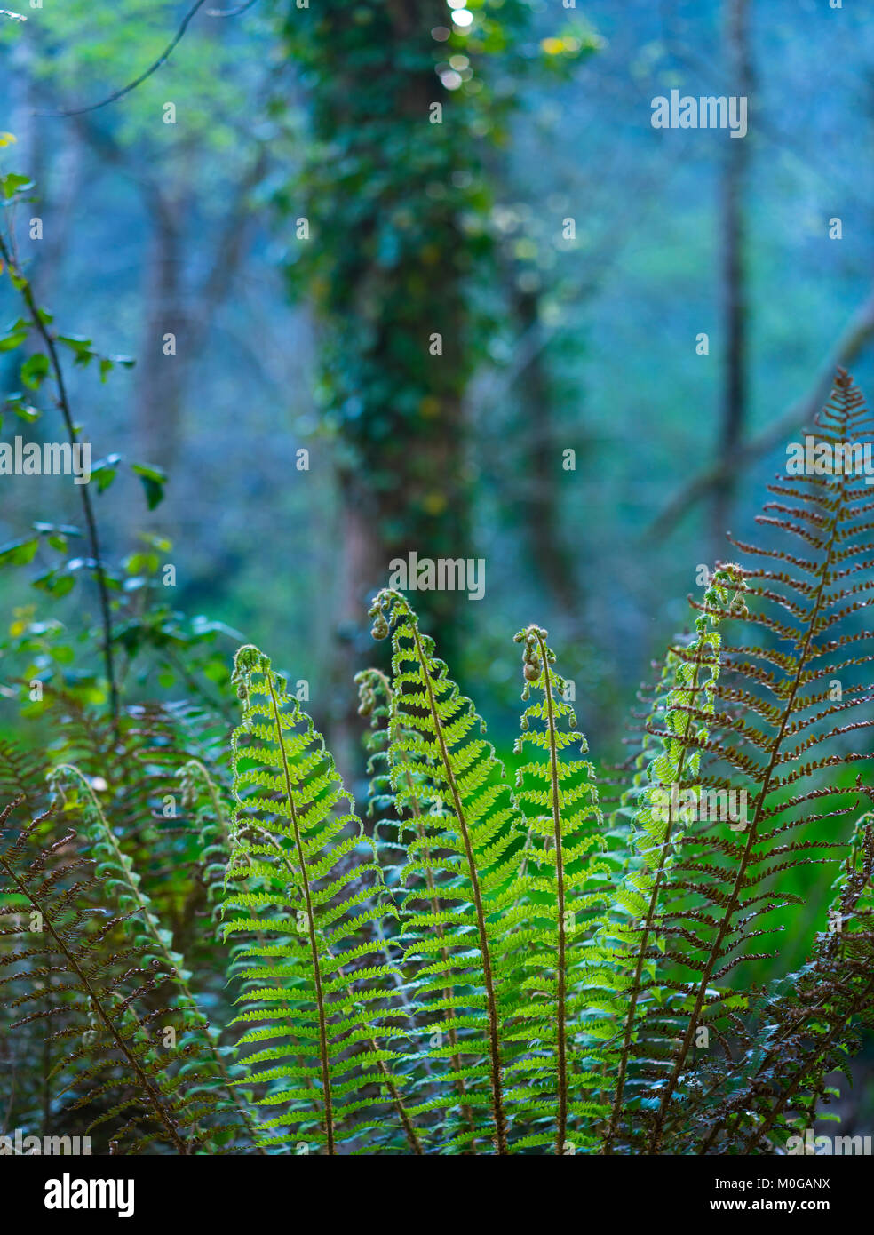 FERN - HELECHO, The Holy Road Lebaniego, Senda Fluvial del Nansa ...