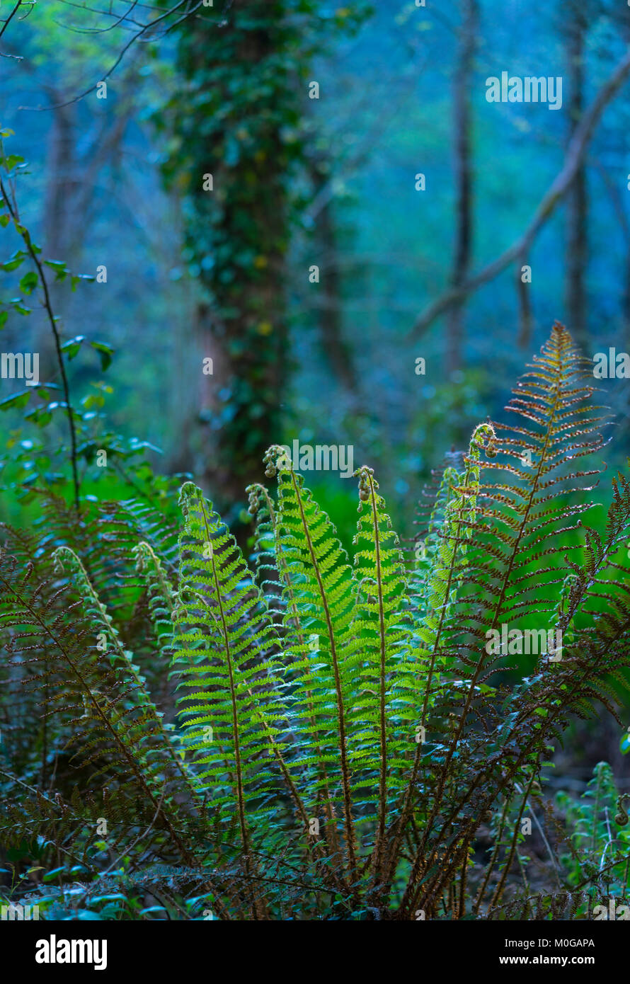 FERN - HELECHO, The Holy Road Lebaniego, Senda Fluvial del Nansa ...