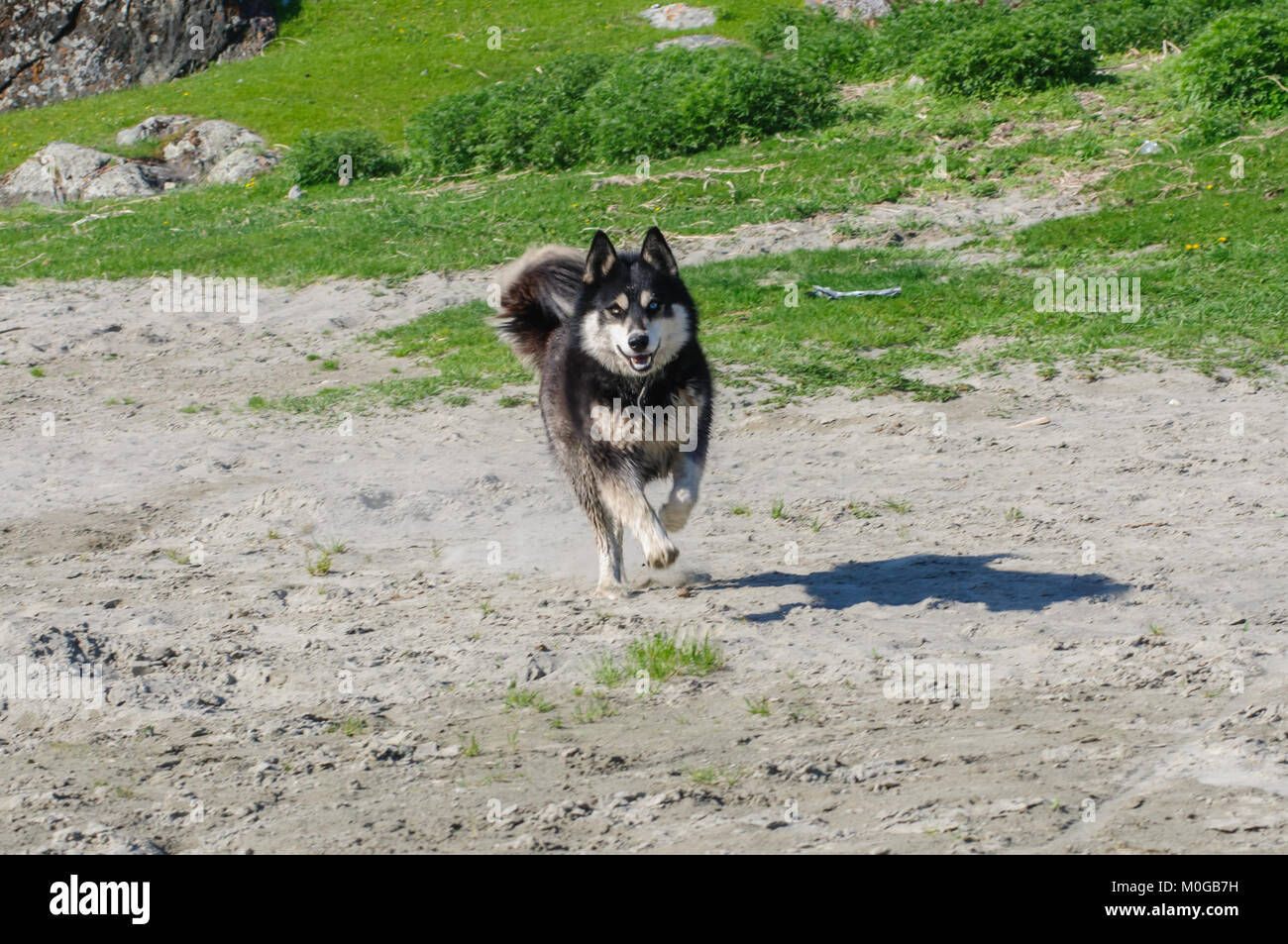 A sullen or joyful dog in countryside running or sitting Stock Photo ...