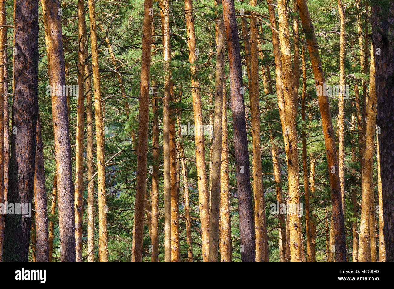 Fisheye view of dense pine tree forest looking up Stock Photo - Alamy