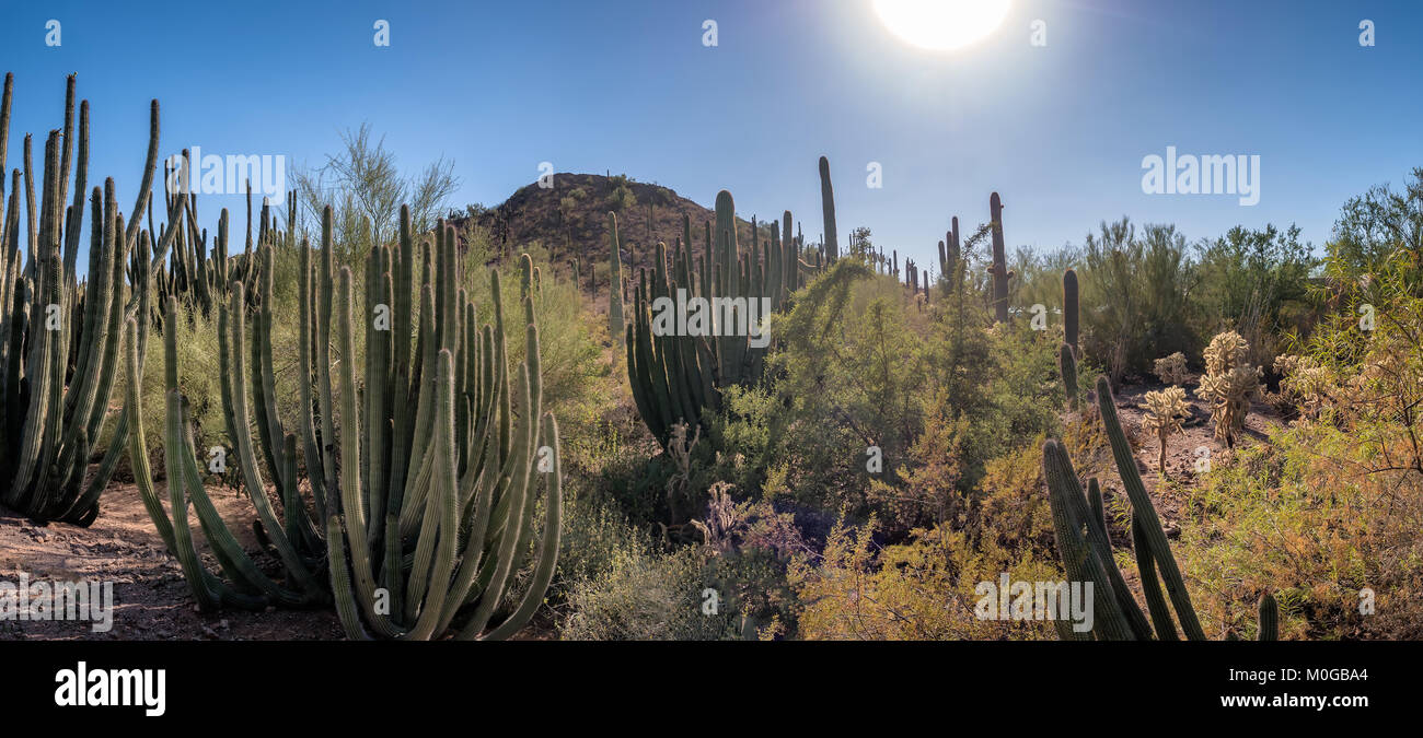 Ocotillo and saguaro cactus hi-res stock photography and images - Alamy