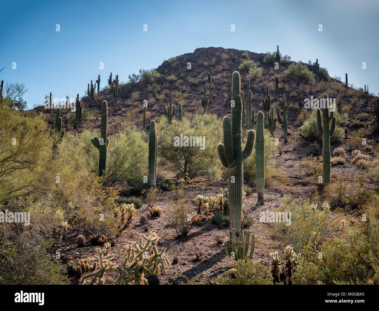 Ocotillo and saguaro cactus hi-res stock photography and images - Alamy