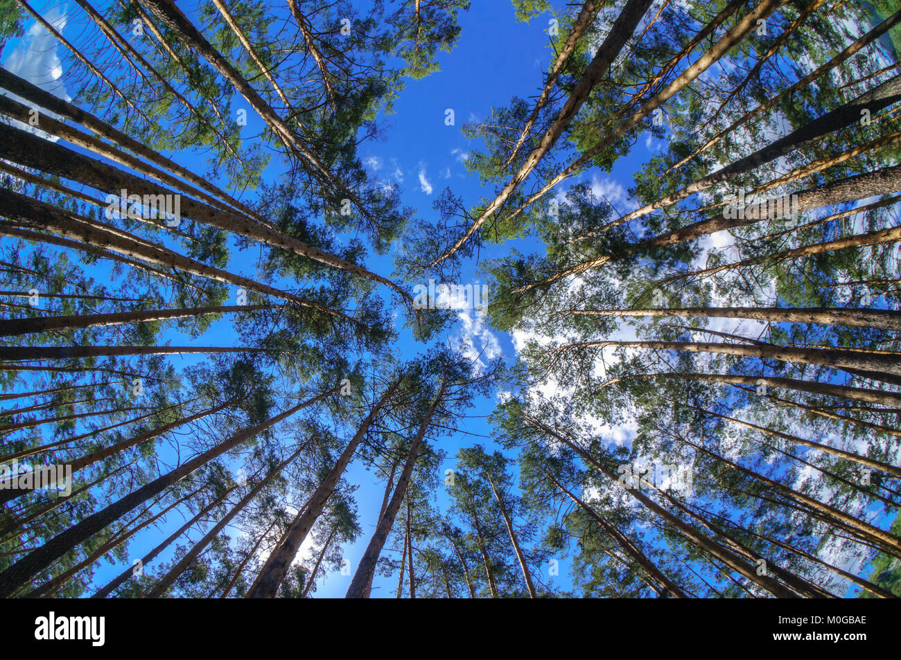 Fisheye view of dense pine tree forest looking up Stock Photo - Alamy