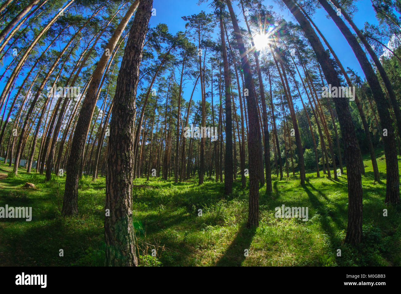 Fisheye view of dense pine tree forest looking up Stock Photo - Alamy