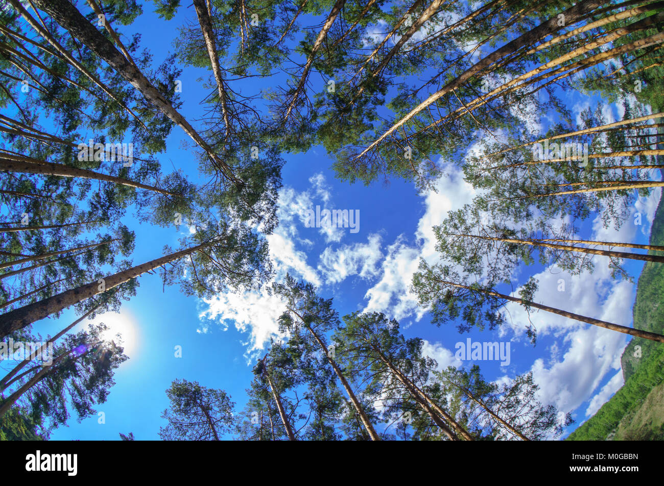 Fisheye view of dense pine tree forest looking up Stock Photo - Alamy