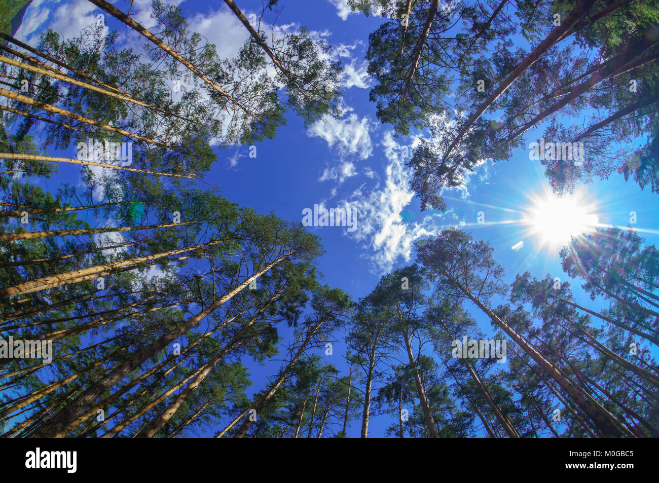 View lush rounded tree hi-res stock photography and images - Alamy