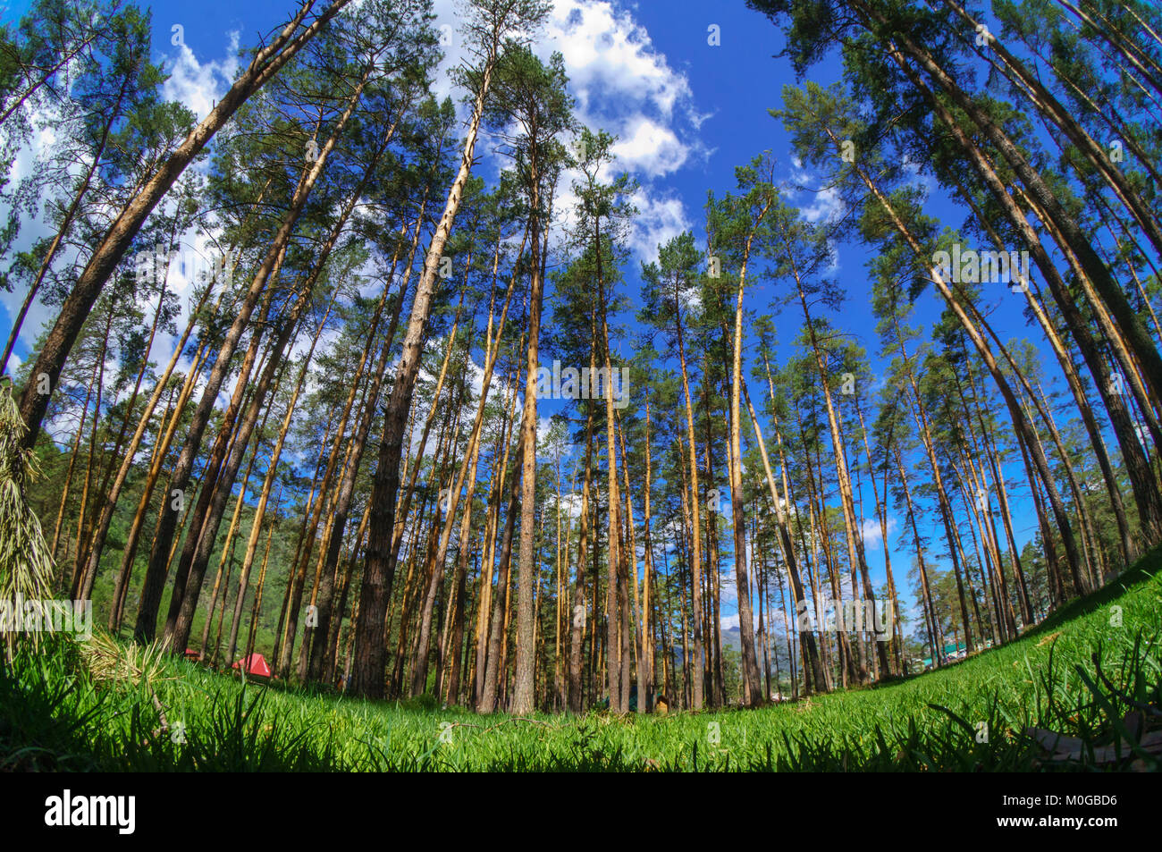 Fisheye view of dense pine tree forest looking up Stock Photo - Alamy