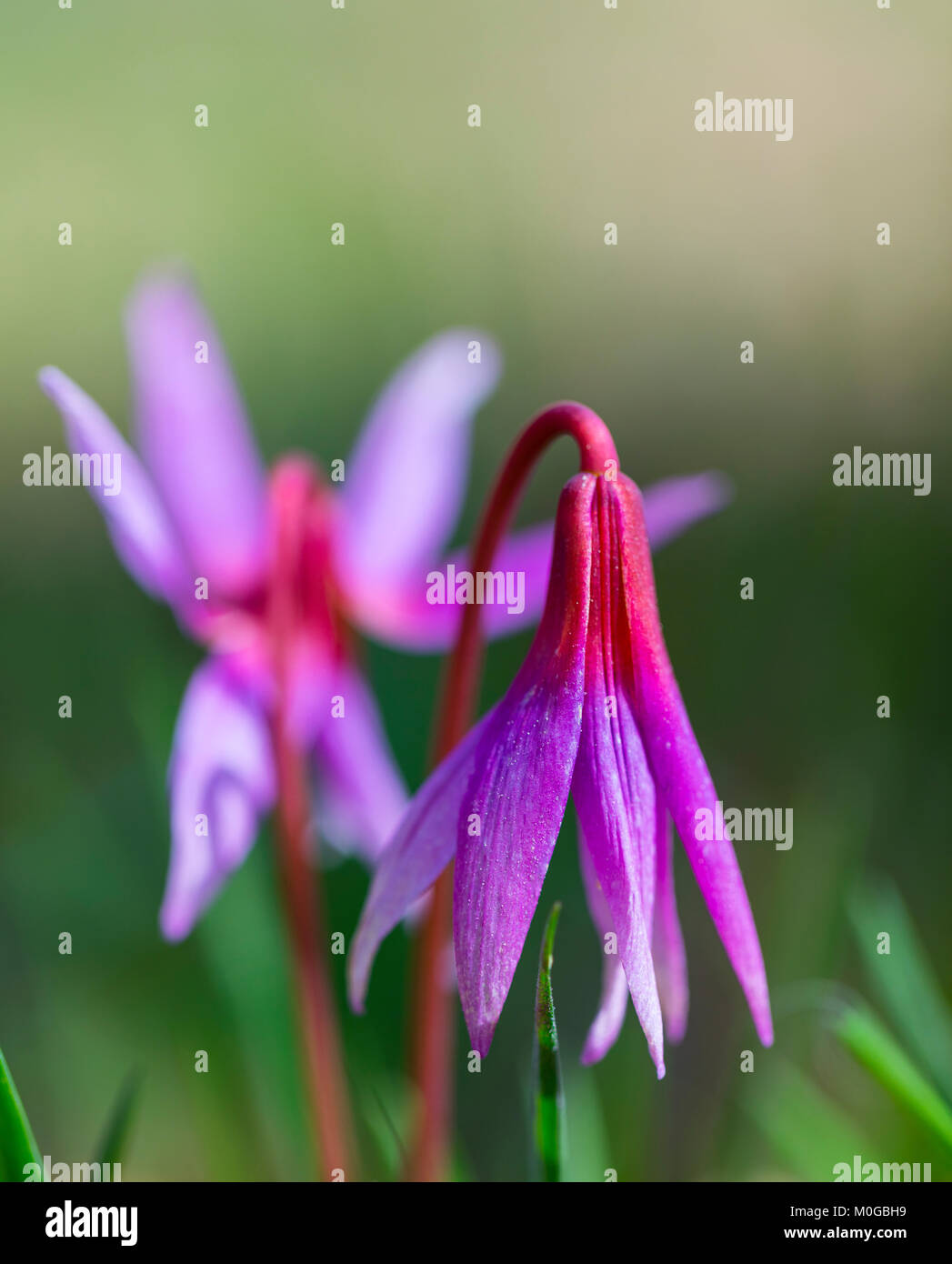 Erythronium dens-canis (common name dog's-tooth-violet[2] or dogtooth ...