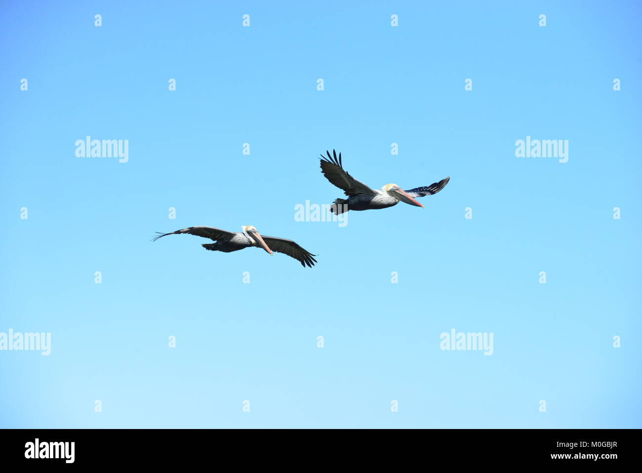 Pelicans flying in formation hi-res stock photography and images - Alamy
