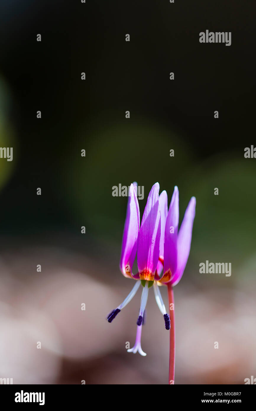 Erythronium dens-canis (common name dog's-tooth-violet[2] or dogtooth ...