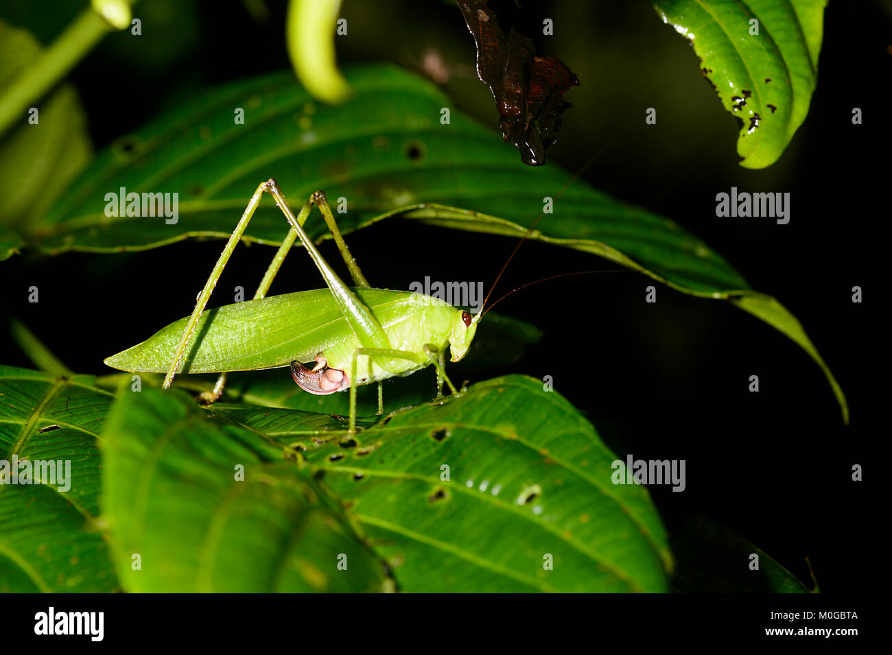 Insect malaysia asia hi-res stock photography and images - Alamy