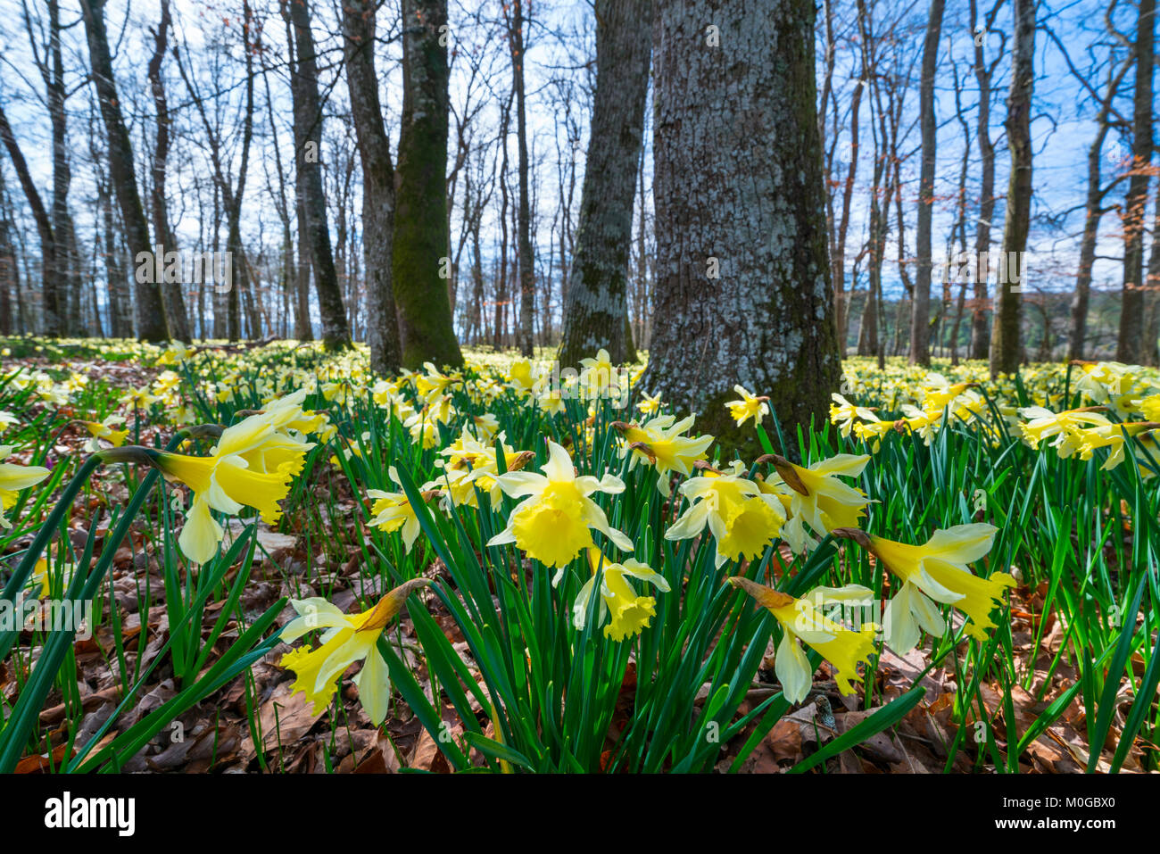 Narcissus pseudonarcissus (commonly known as wild daffodil or Lent lily ...