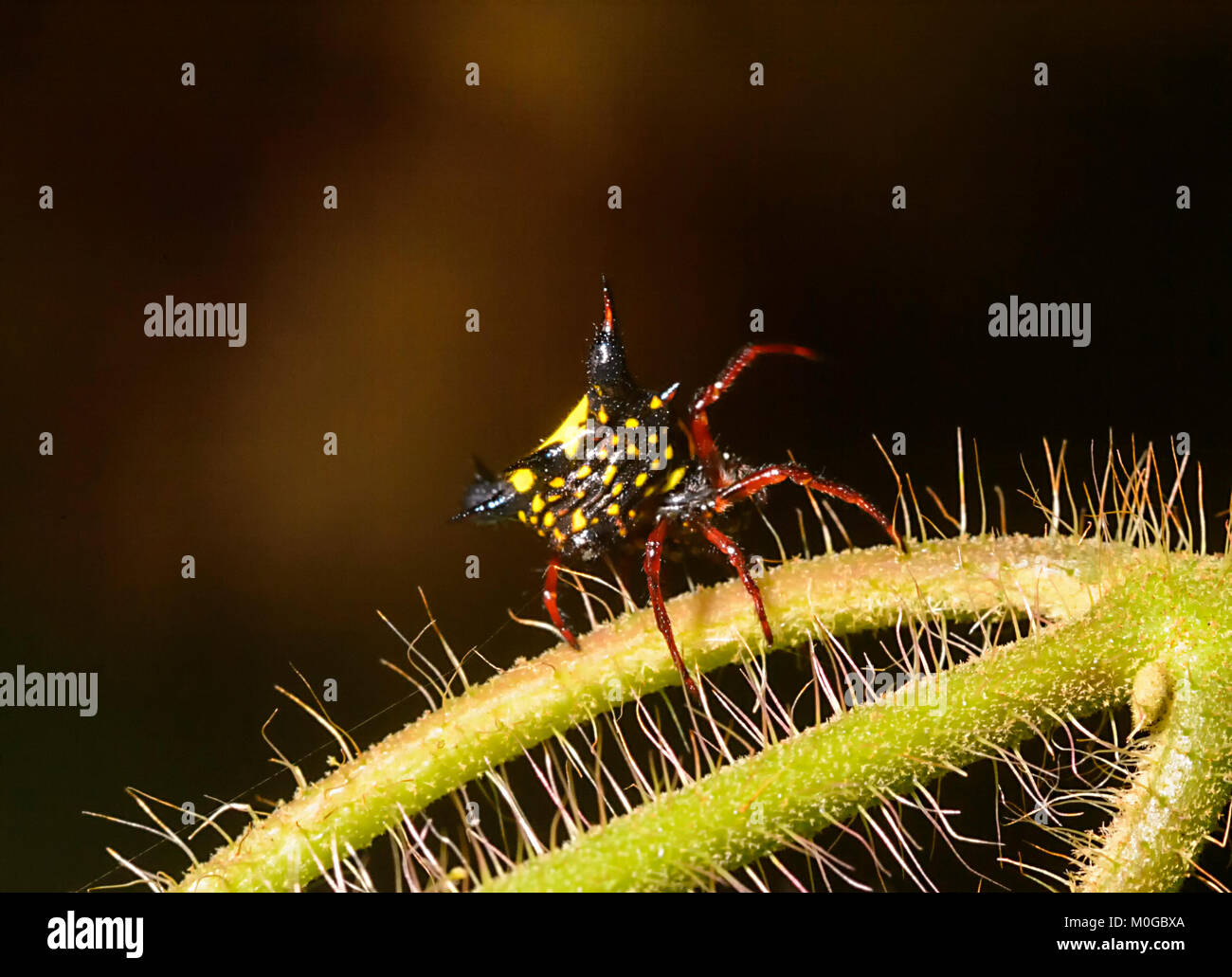 Bulbous-spine Gasteracantha (Gasteracantha crucigera), Danum Valley ...