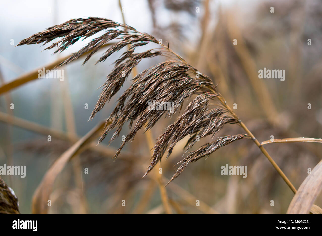 Dead grass background hi-res stock photography and images - Alamy