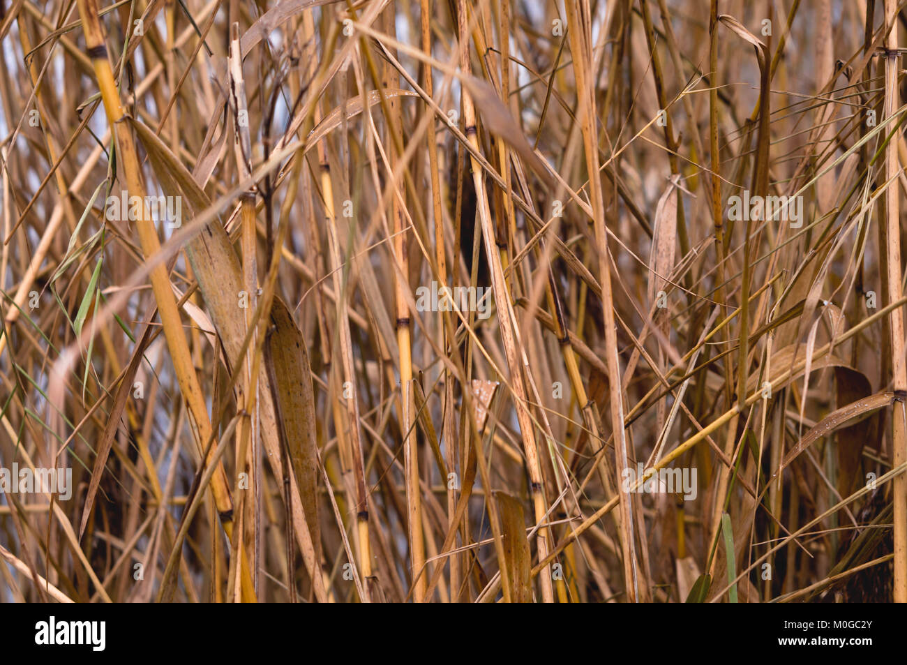 autumn grass background Golden grasses, dead grass, dry Stock Photo - Alamy