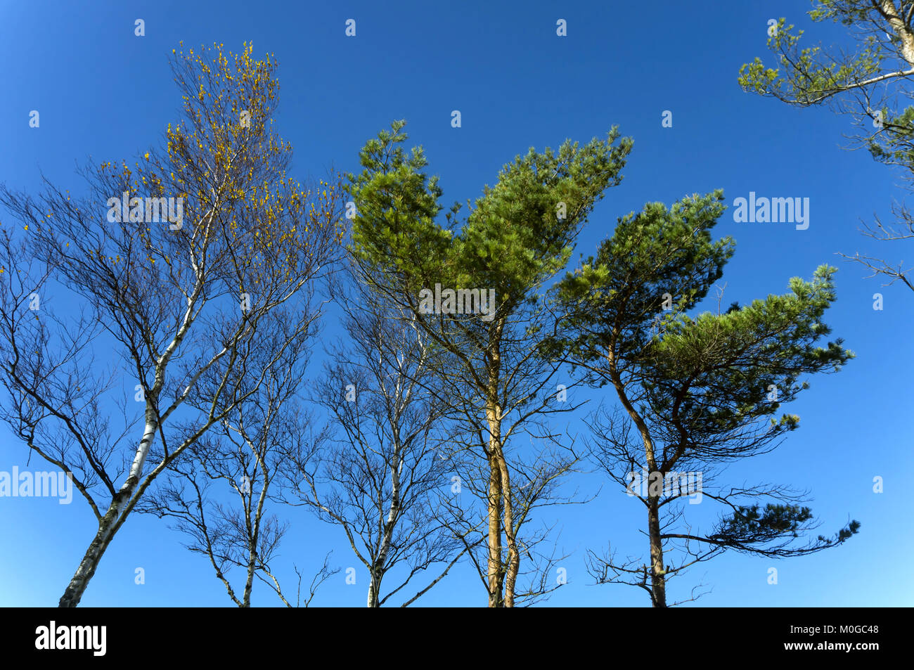 sea coast with trees, pines by the sea, the waves on the Baltic sea ...