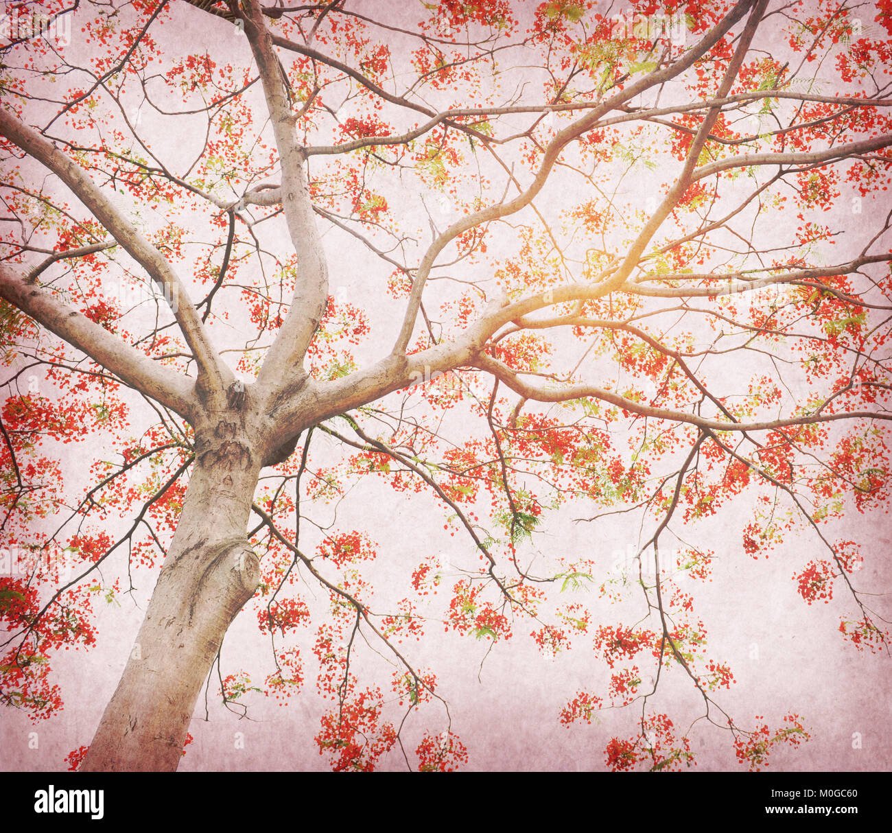 Peacock flowers on tree with Old antique vintage paper background Stock ...