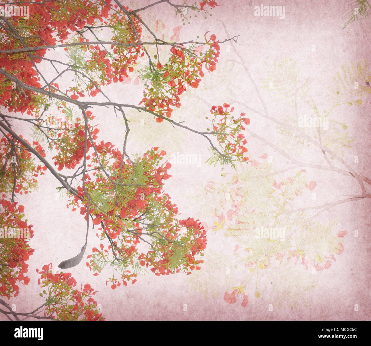 Peacock flowers on tree with Old antique vintage paper background Stock ...