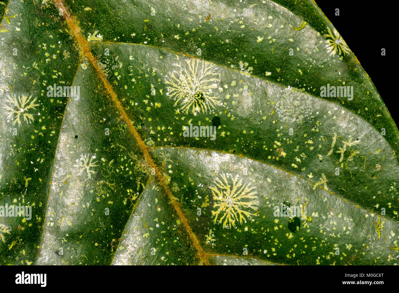 Detail of fungi growing on a leaf in primary rainforest, Danum Valley ...