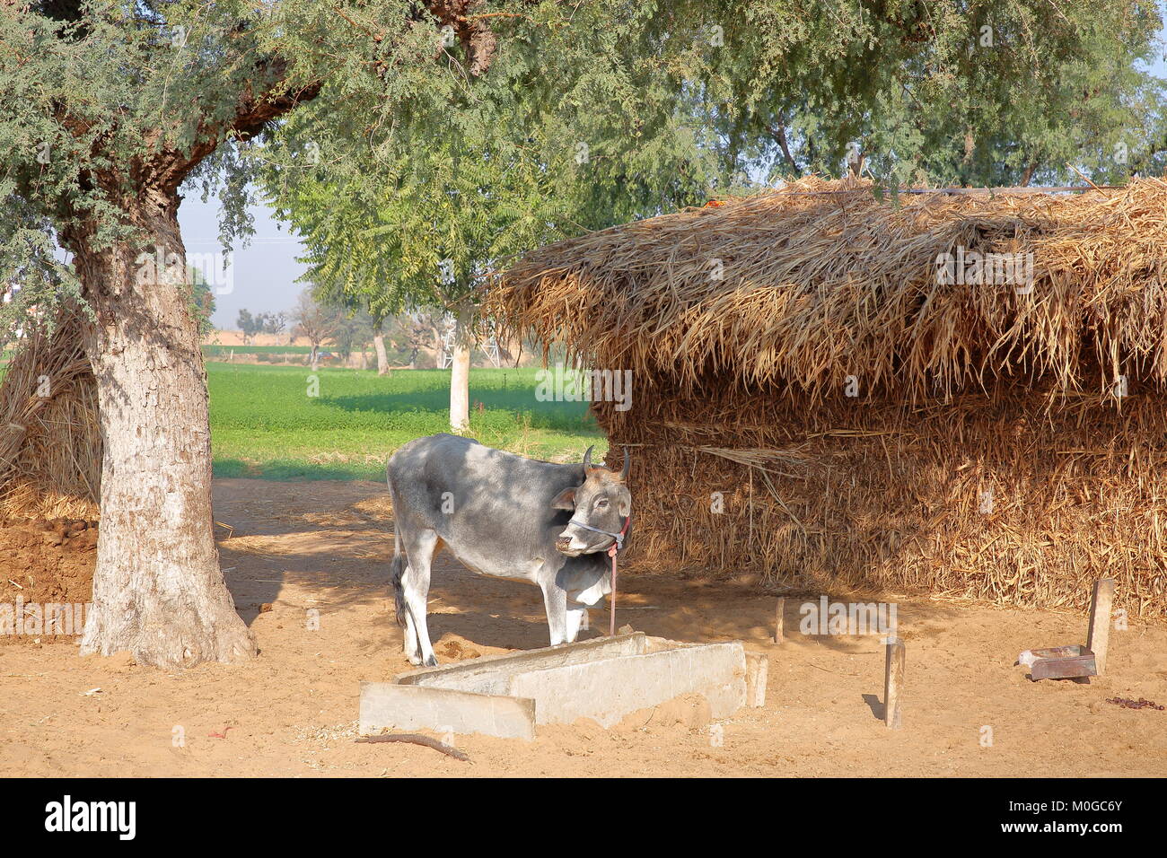 India countryside hut hi-res stock photography and images - Alamy