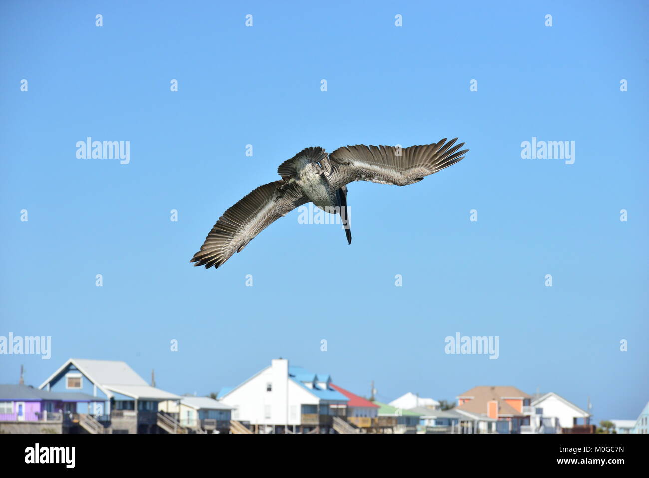 A Pelican hunting for food Stock Photo - Alamy