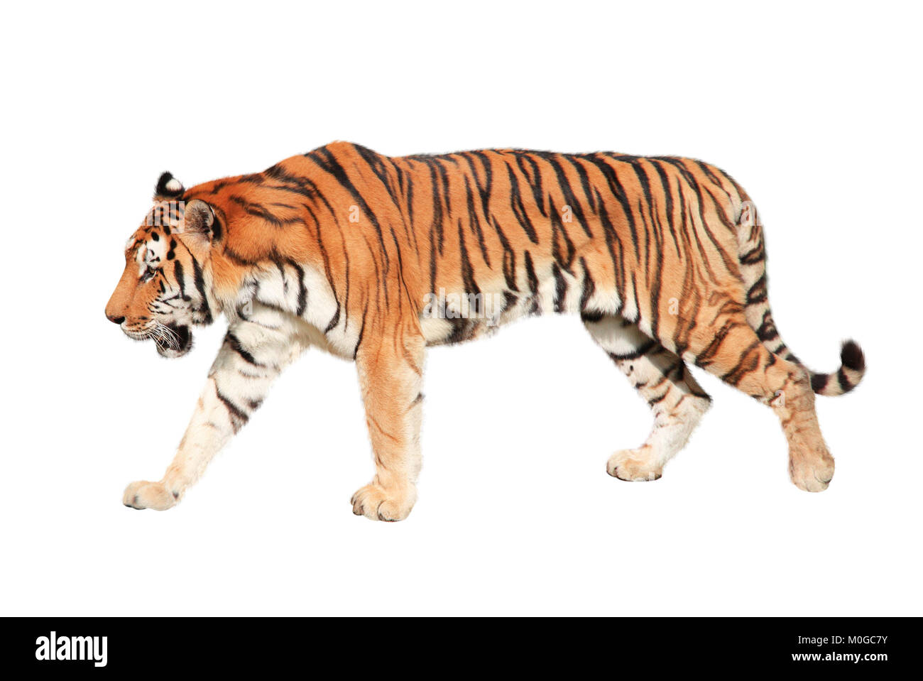 Walking tiger. Isolated on white background Stock Photo - Alamy