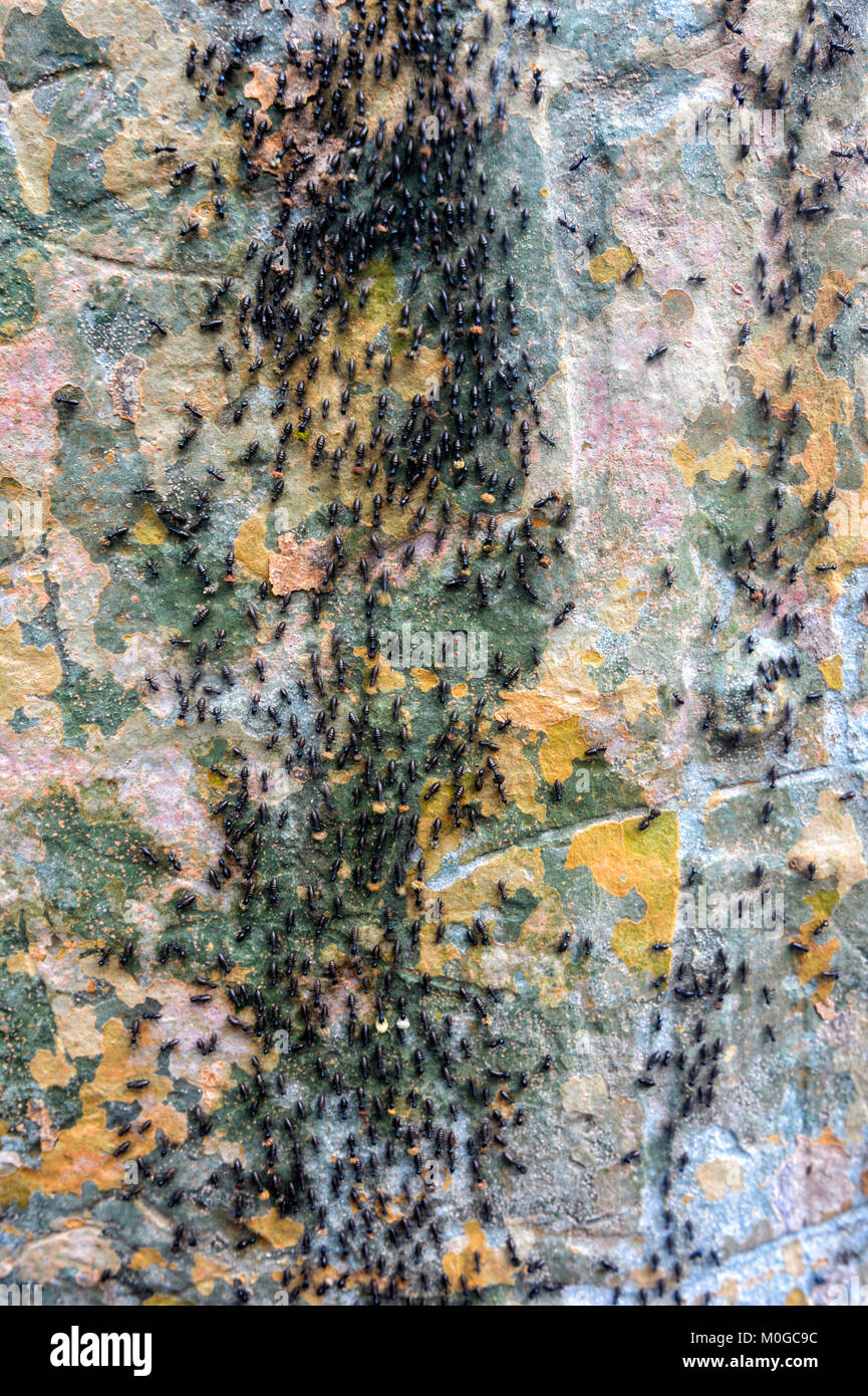 Termites crawling along a tree trunk in primary rainforest, Danum ...