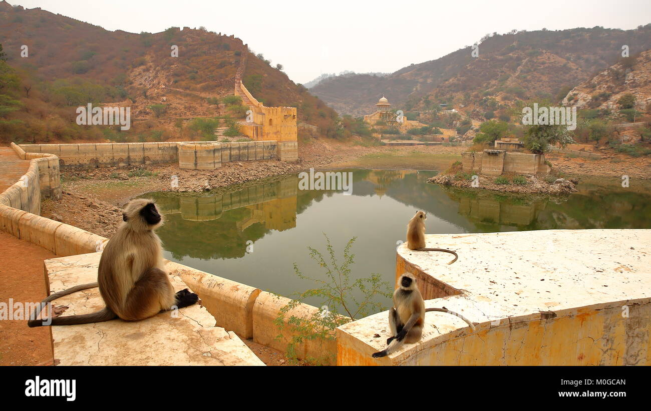 Langur monkey amber fort jaipur hi-res stock photography and images - Alamy