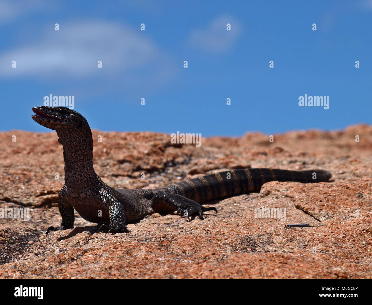 Australian Goanna on rocks with a blue sky Stock Photo - Alamy