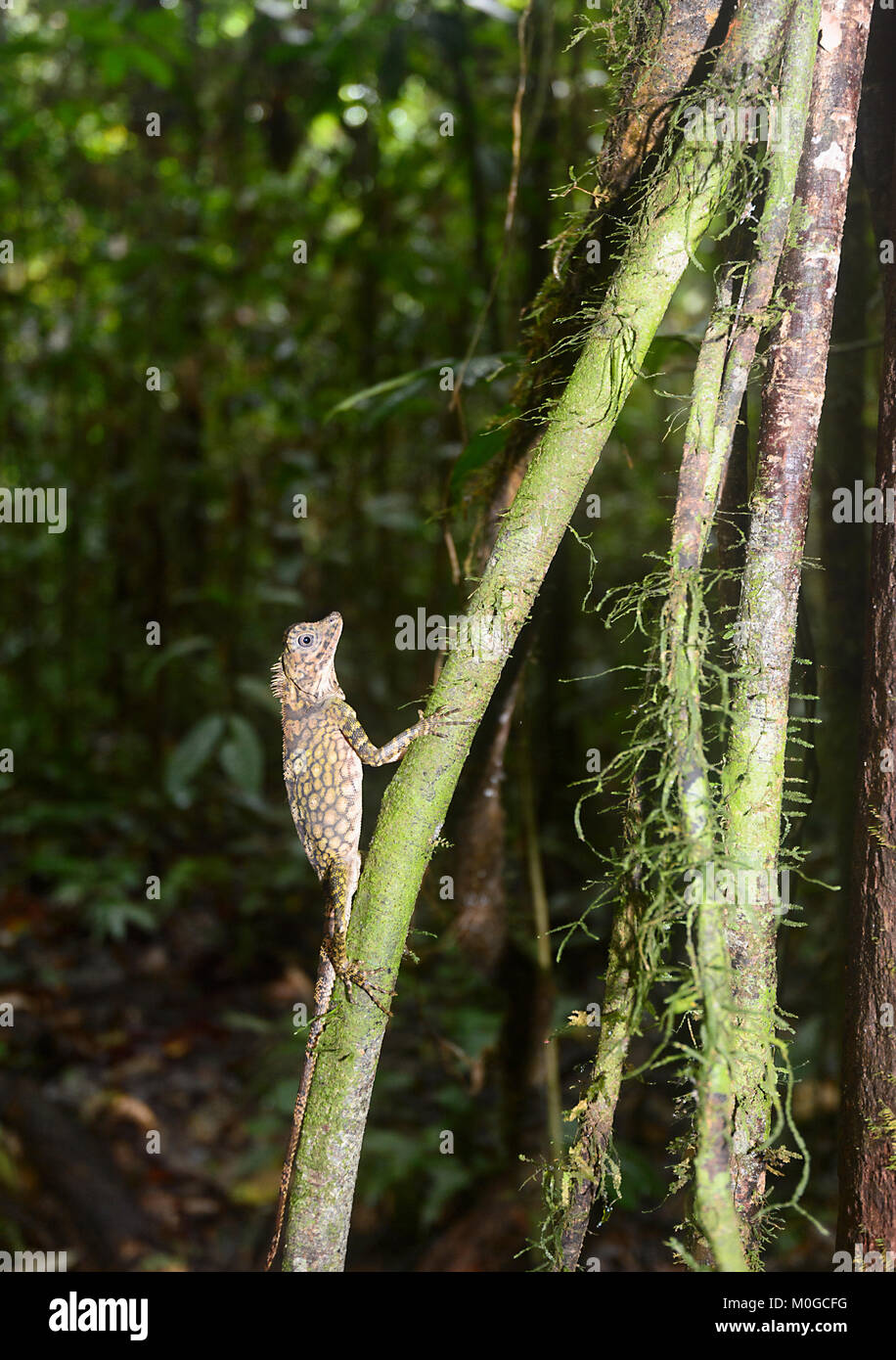 Borneo forest dragon hi-res stock photography and images - Alamy