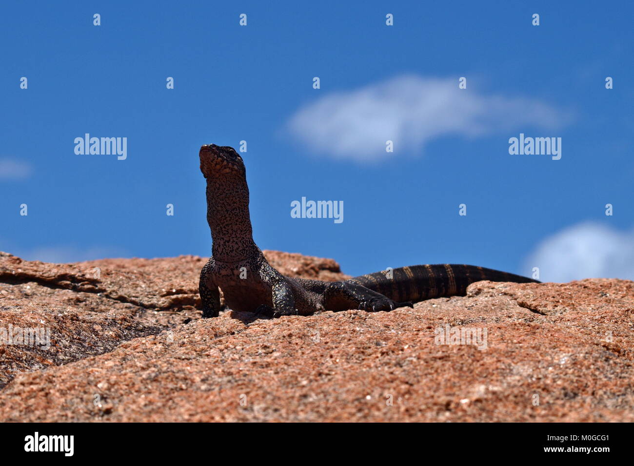 Australian Goanna on rocks with a blue sky Stock Photo - Alamy
