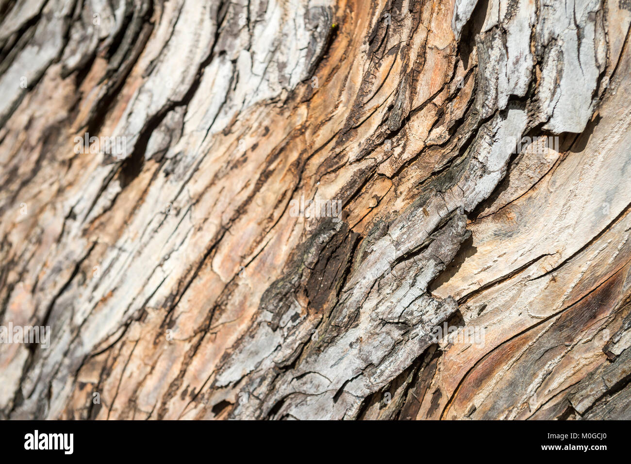 Full frame close up of the textured bark of an old-growth pine tropical ...